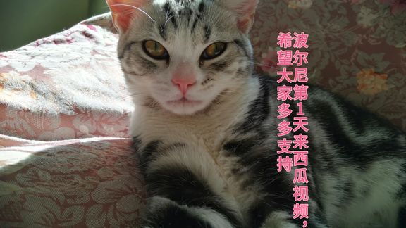 这么可爱的小猫咪,你不点个赞?