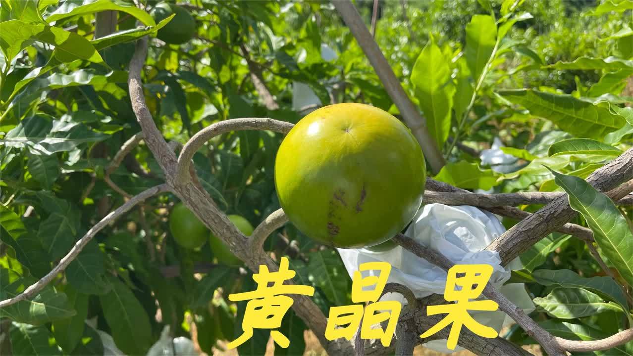 最近大家都问老林黄晶果熟了没,今天带大家到果树上看看还要多久