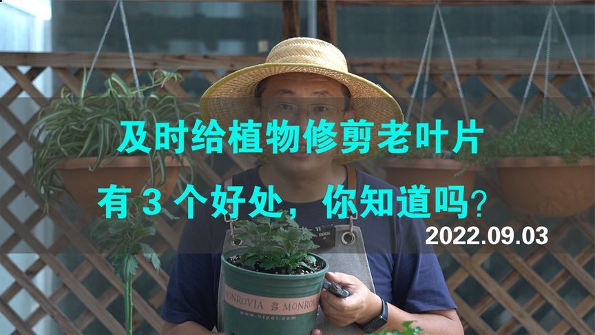 及时给植物修剪老叶片,有3个好处,你知道吗?