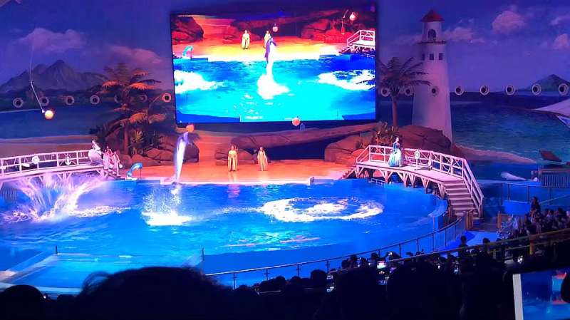 一定不能错过的海豚表演