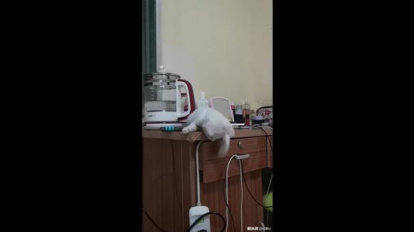 上周带回家的流浪小猫,终于恢复了健康