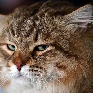 不怕不怕辣和辣 