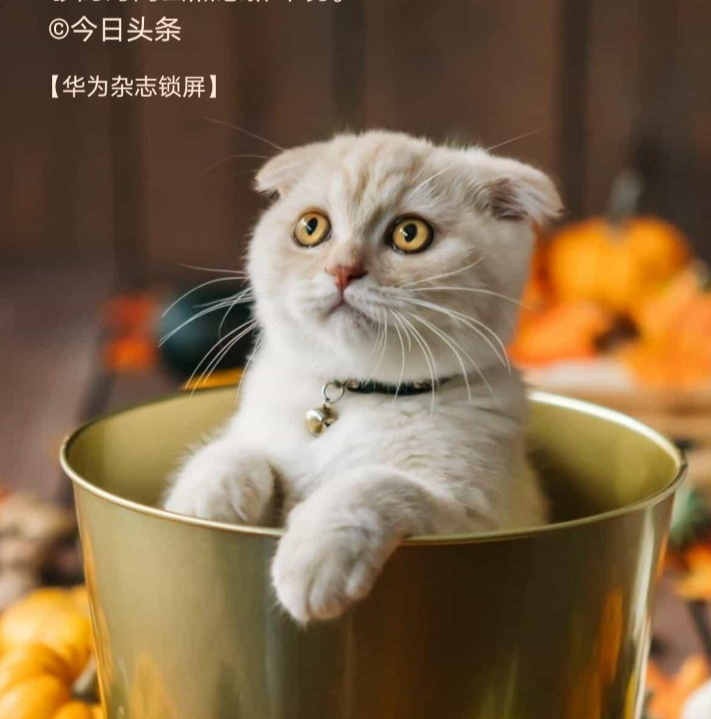 违心屠者 