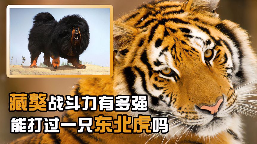 曾站上神坛的藏獒,战斗力有多强?三只藏獒能打过一只东北虎吗?
