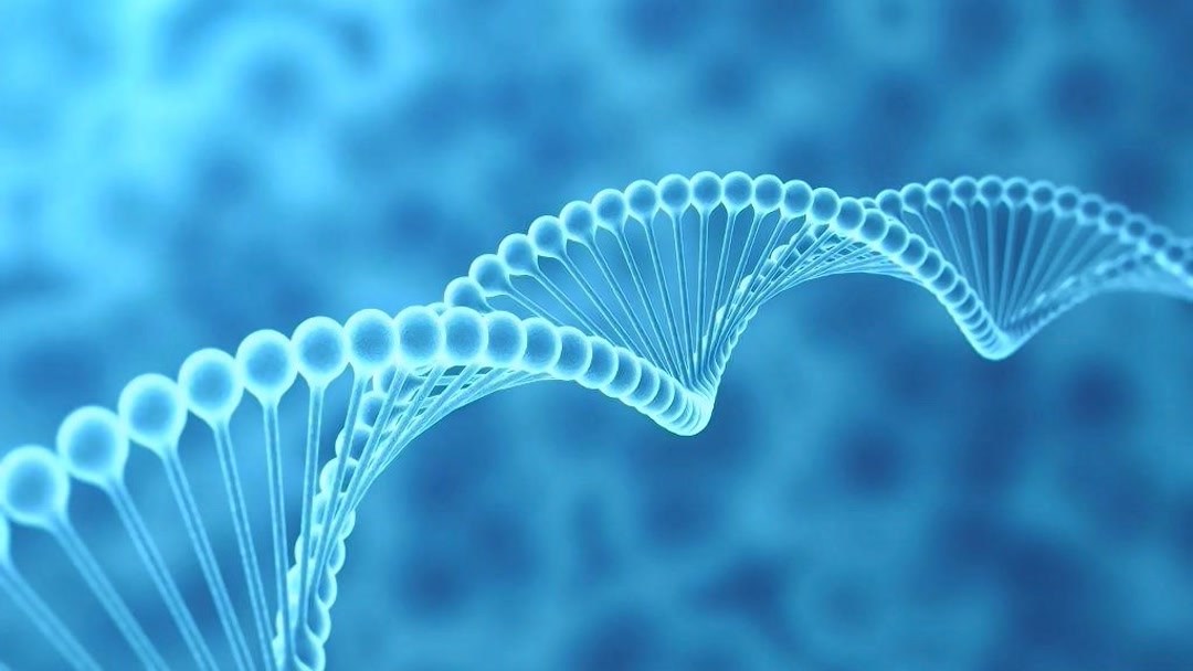 低温诱导植物染色体数目的变化