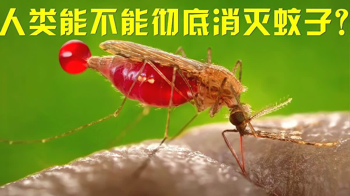 蚊子传播800多种疾病,是人类致命的动物杀手,能不能彻底消灭?