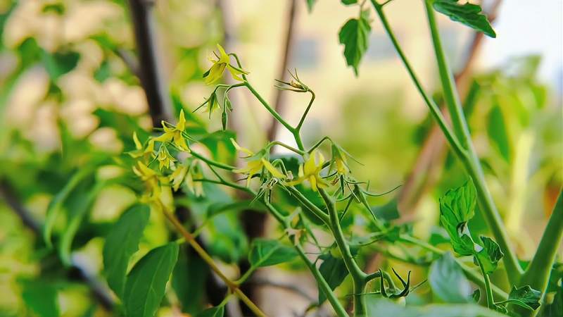 盆栽小番茄的简单种植与养护,0化肥更健康