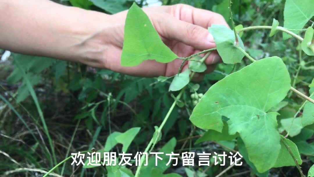 清热解毒、利尿消肿,这种杂草毒蛇见到也要倒退,功效却十分强大
