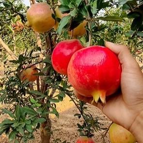 90后讲石榴树种植 