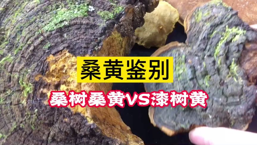 桑黄真假鉴别案例:通过纹路分辨桑树桑黄和漆树黄。#桑黄鉴别