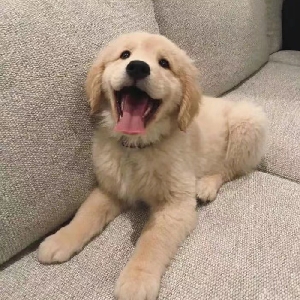 少烦姐零素质版 