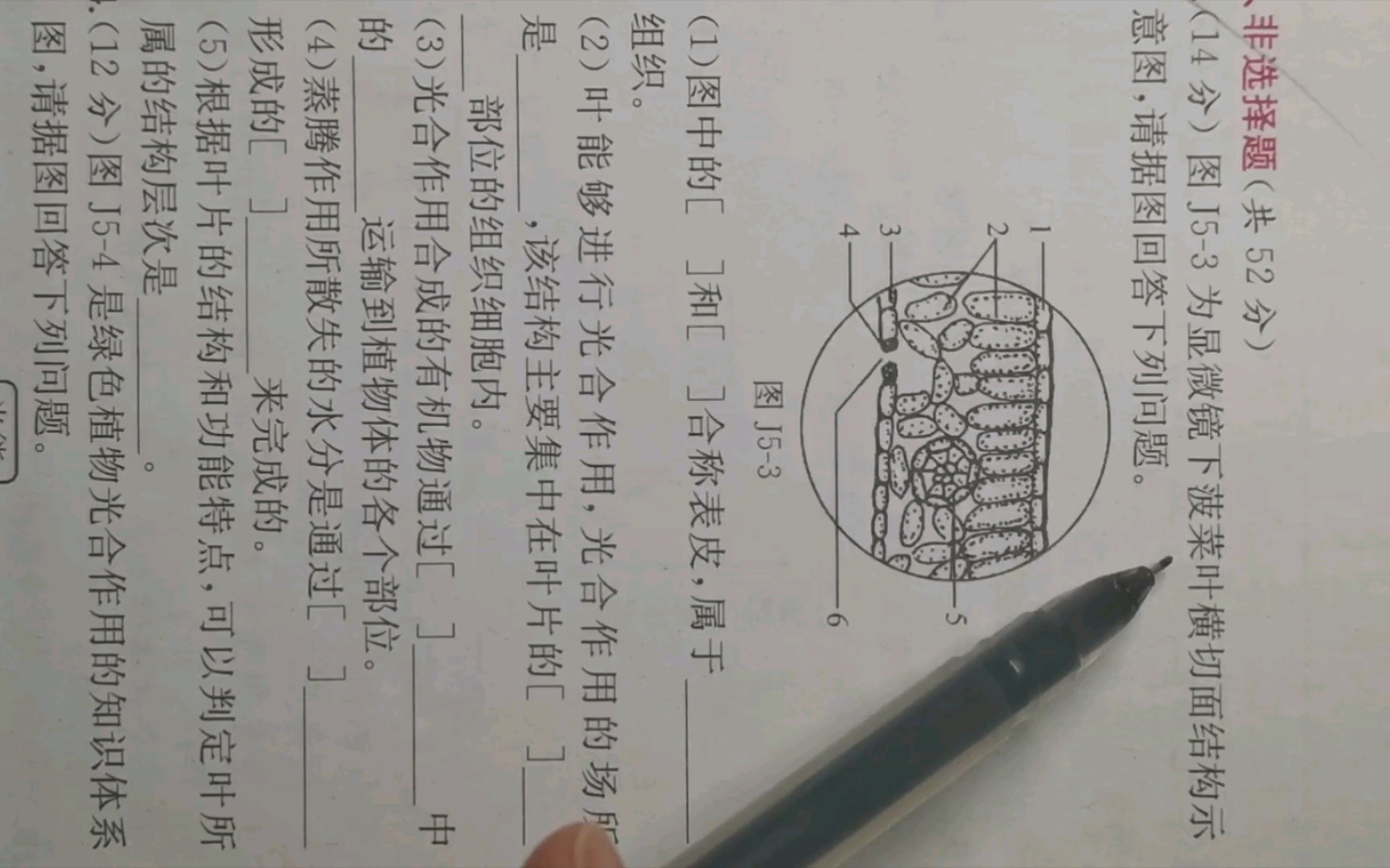 叶片的结构及各结构的功能复习(人教版初中生物七年级上册)