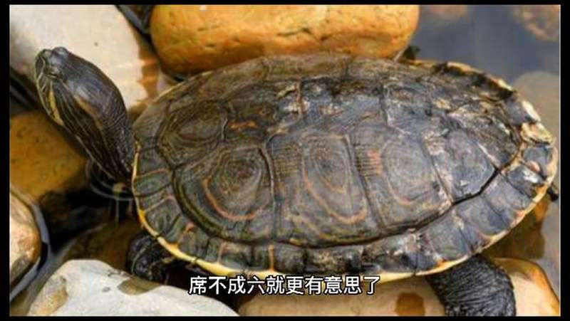 中华民族的传统文化礼仪之邦,怎样使用筷子也是有礼仪的来听听吧