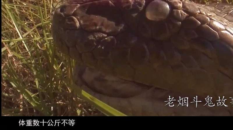 闪电下的灵异事件,真实还原95年安徽巨蟒渡劫事件,胆小者慎入!