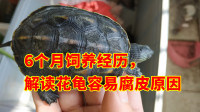 珍珠龟花龟是腐皮烂甲王?明明是宠主饲养方法错误,甩锅到乌龟身上不...