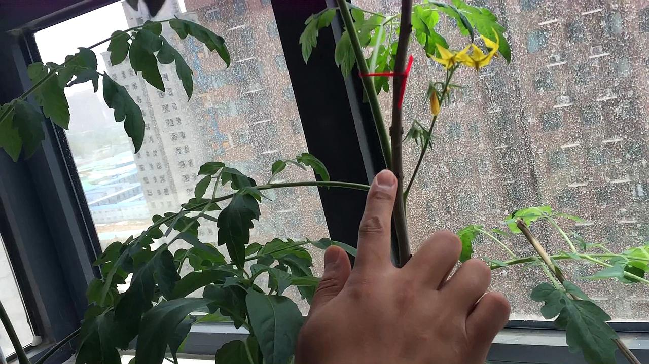 阳台种植的小番茄已经开花结果,为何突然蔫了?