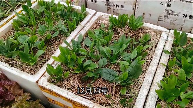 楼顶菜园泡沫盒种植蔬菜记录菠菜的生长过程