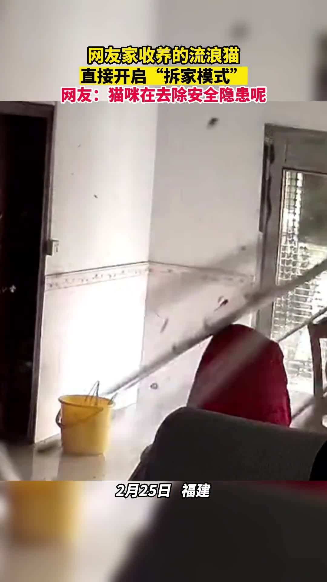网友家收养的流浪猫,直接开启"拆家模式",网友:猫咪在去除安全隐患呢