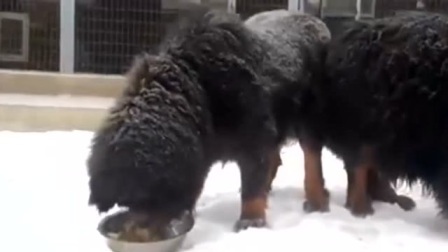 真正原生藏獒到底多彪悍?看看这个视频,骨子散发出来的霸气