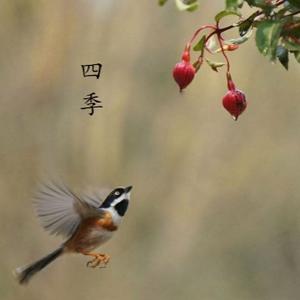 四v季 