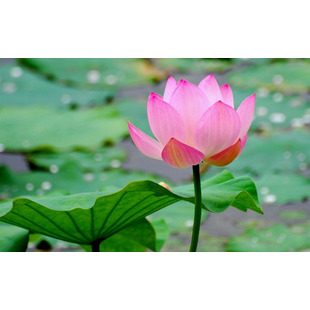 马里亚纳海沟001 