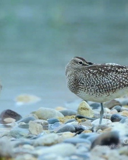 ...保护生命共同体,构筑候鸟好家园】该片改编自真实案件,讲述了四川省...