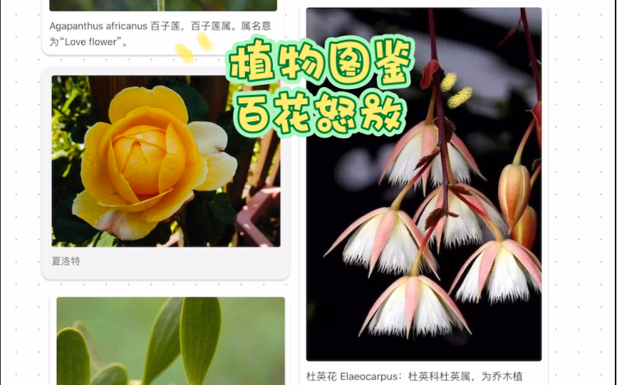 植物图鉴《百花怒放》图片来源网络