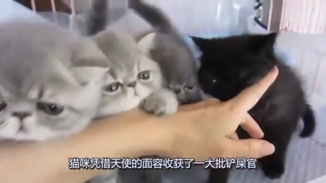 一只波斯猫多少钱?