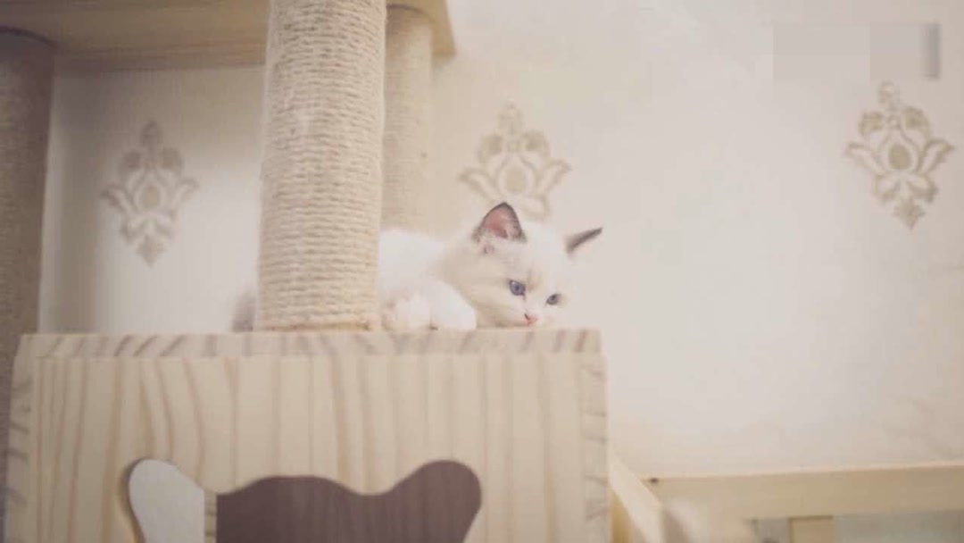 小猫咪们玩累之后都有了睡意,这睡觉的样子太可爱了