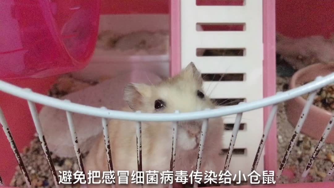 主人感冒了不能愉快地撸仓鼠,那么如果仓鼠感冒了应该注意什么呢