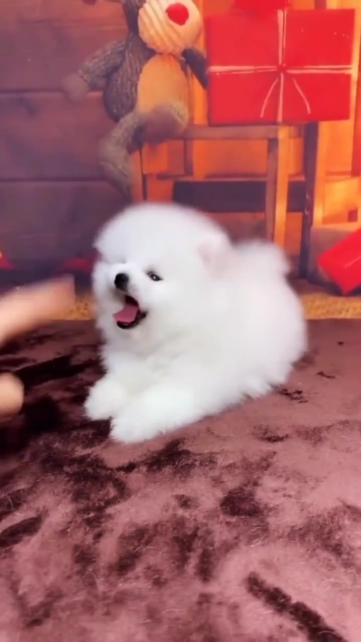 小狗狗的生活也太幸福快乐了吧!我羡慕了