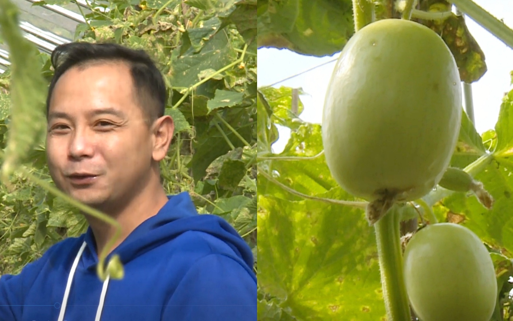IT工程师回乡种出鸡蛋大小黄瓜:颈椎病也全好了