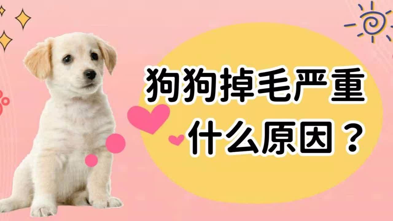狗狗掉毛严重什么原因?主人了解后,就知道怎么缓解这个问题
