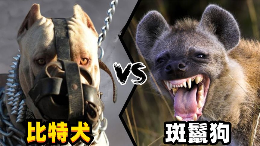 比特犬vs斑鬣狗,当老虎克星遇到肛肠科主任,谁会笑到最后呢?
