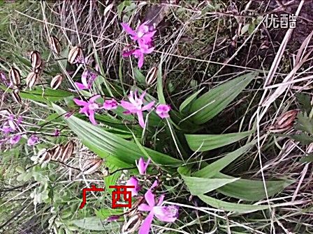 白芨的美容功效_白芨种子价格_白芨的副作用_白芨种植前景