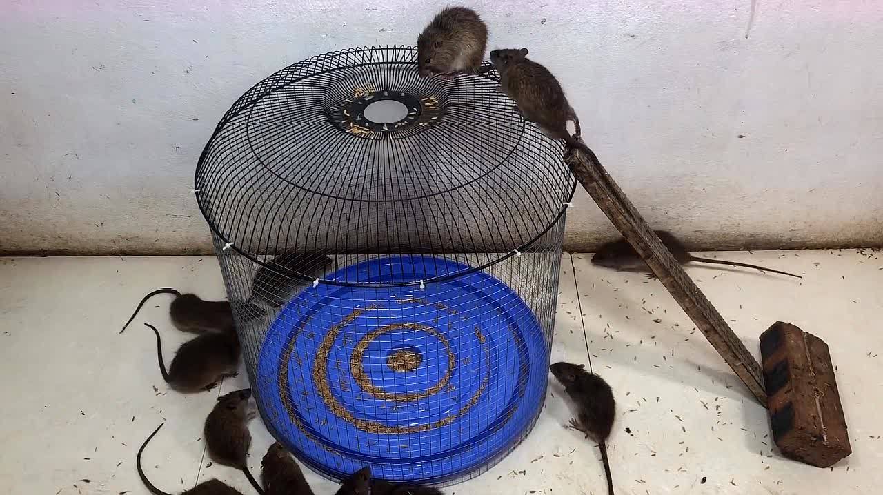 还以为是鸟笼呢,没想到这是捕鼠器啊,这捕鼠器太好玩了