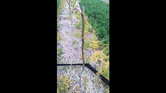 给大家分享梨树两年成花结果经验。