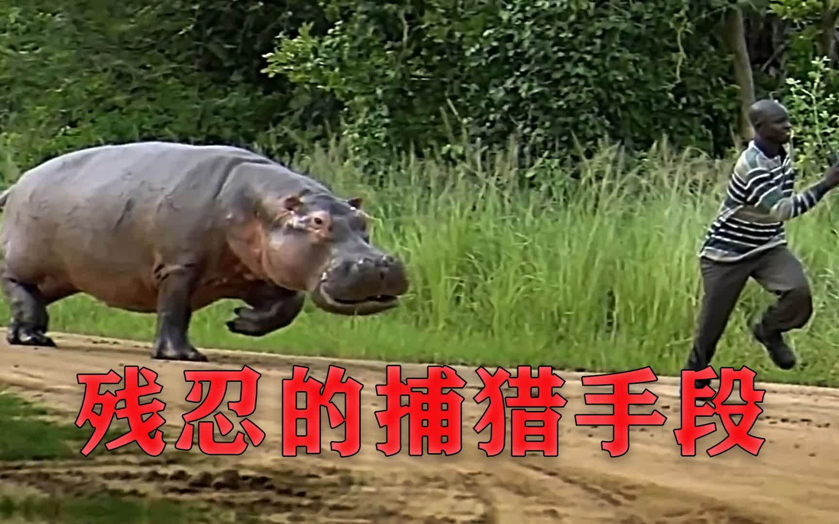 动物的捕猎手段极其残忍,今天收录了10种动物的捕猎过程