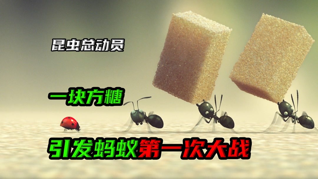 《昆虫总动员》一块过期的糖块,引发了蚂蚁间的第一次世界大战