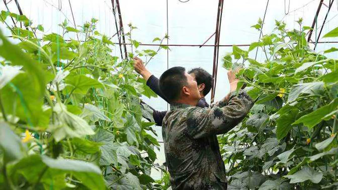 硬核大叔带村民10年收入翻了10倍,只因10前一场感动!