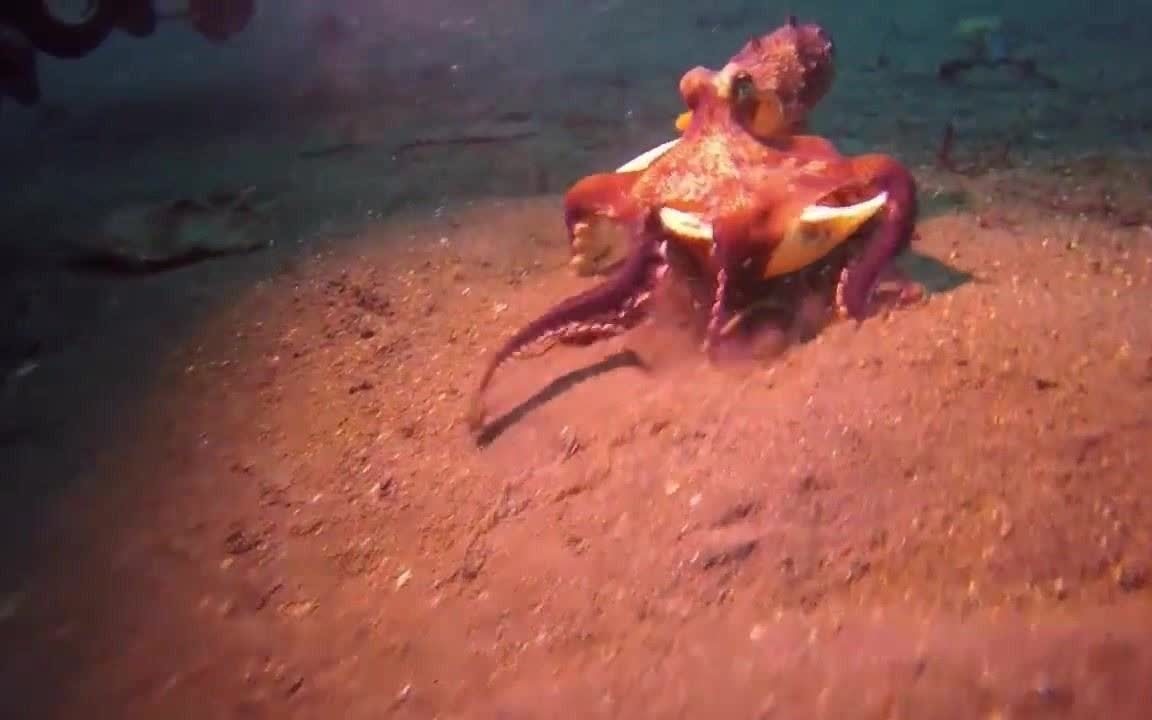 【海底世界】海底中总有很多漂亮的生物