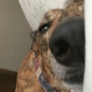 船长等风来 