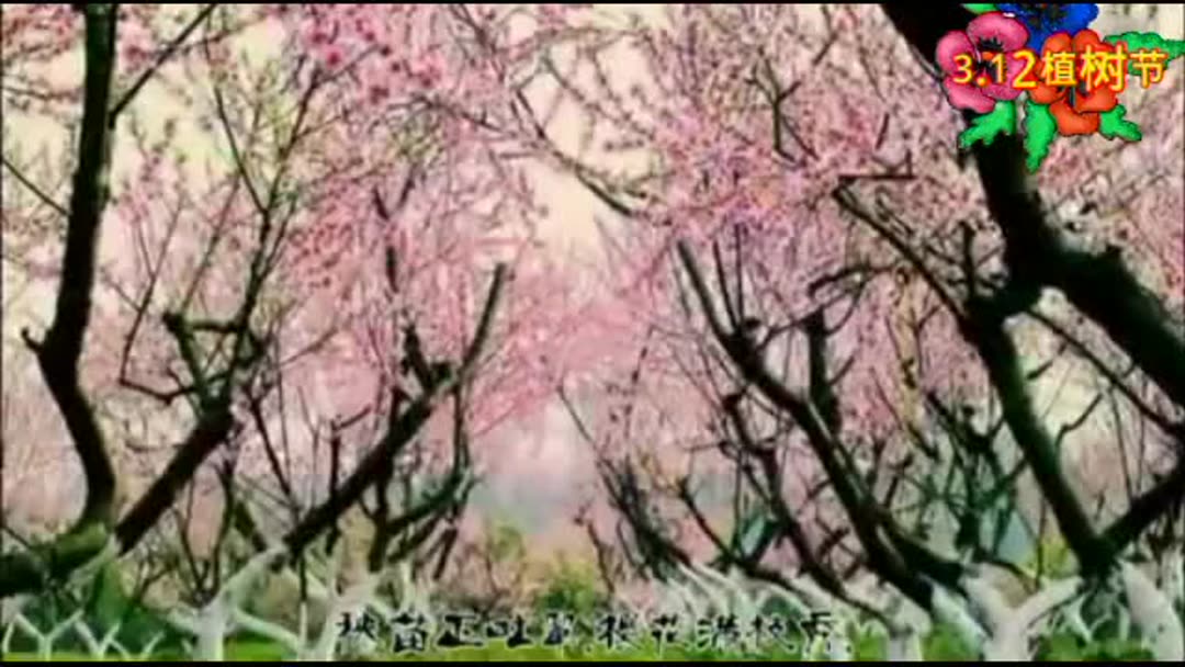 植树节精彩视频呈献欣赏