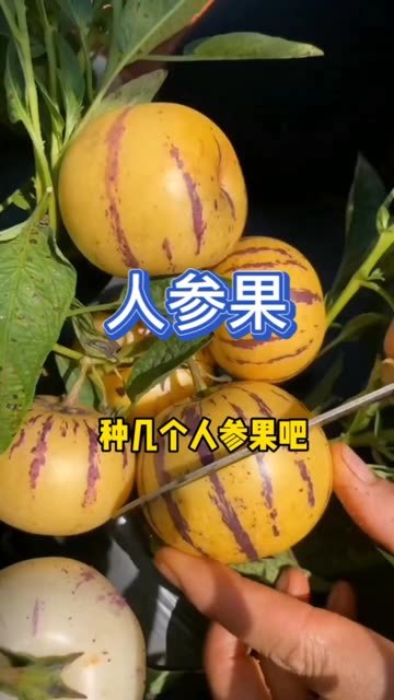 人参果你吃过吗?