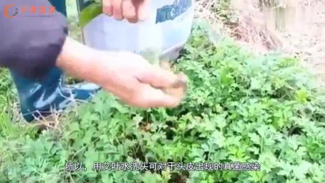 用艾叶煮水来洗头,具有3大功效,很多人却当垃圾扔了