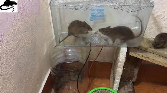 谁设计的带电捕鼠神器,太厉害了老鼠能进不能出,电得老鼠狂跳舞