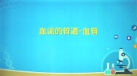 生物七年级下册 人教版 第14集 血流的管道——血管