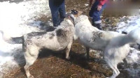 动物世界:民间斗狗,高加索猎狼犬之战,这样的狗太狠了,咬着就是不松口