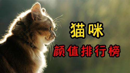 猫咪颜值排行top5,你最爱哪只?