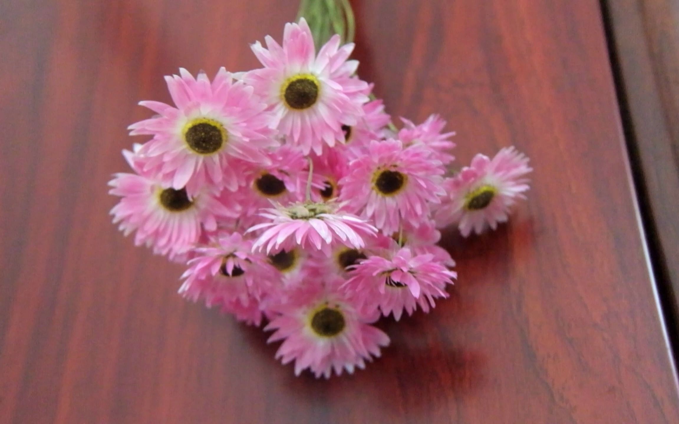 目前心中臭味排位第一的鳞托菊